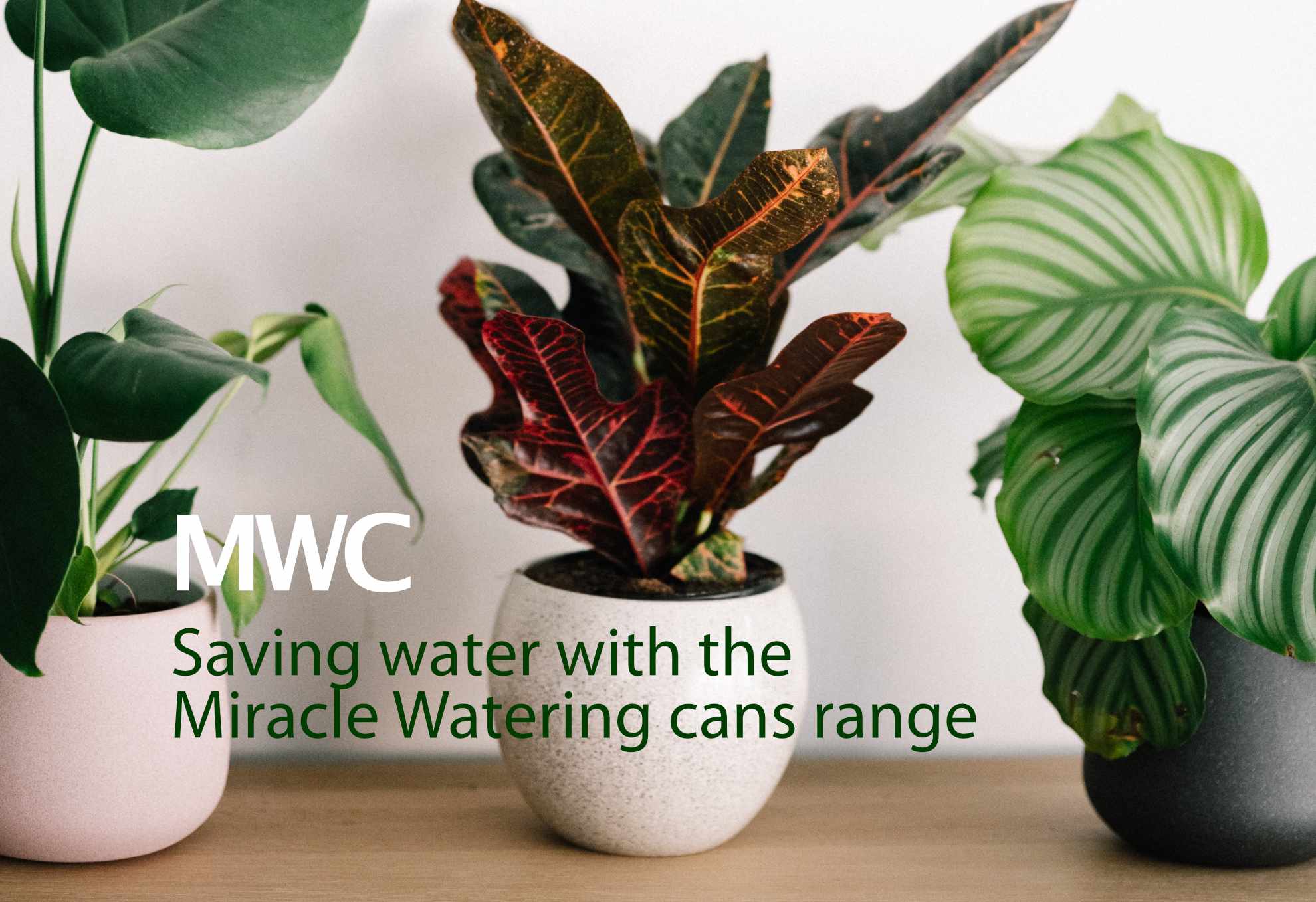 Miracle Watering Cans blog